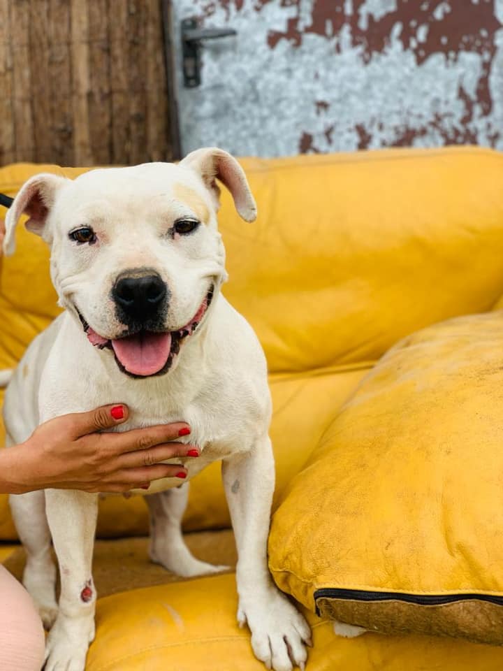 Raza – Adopta y Salva una vida