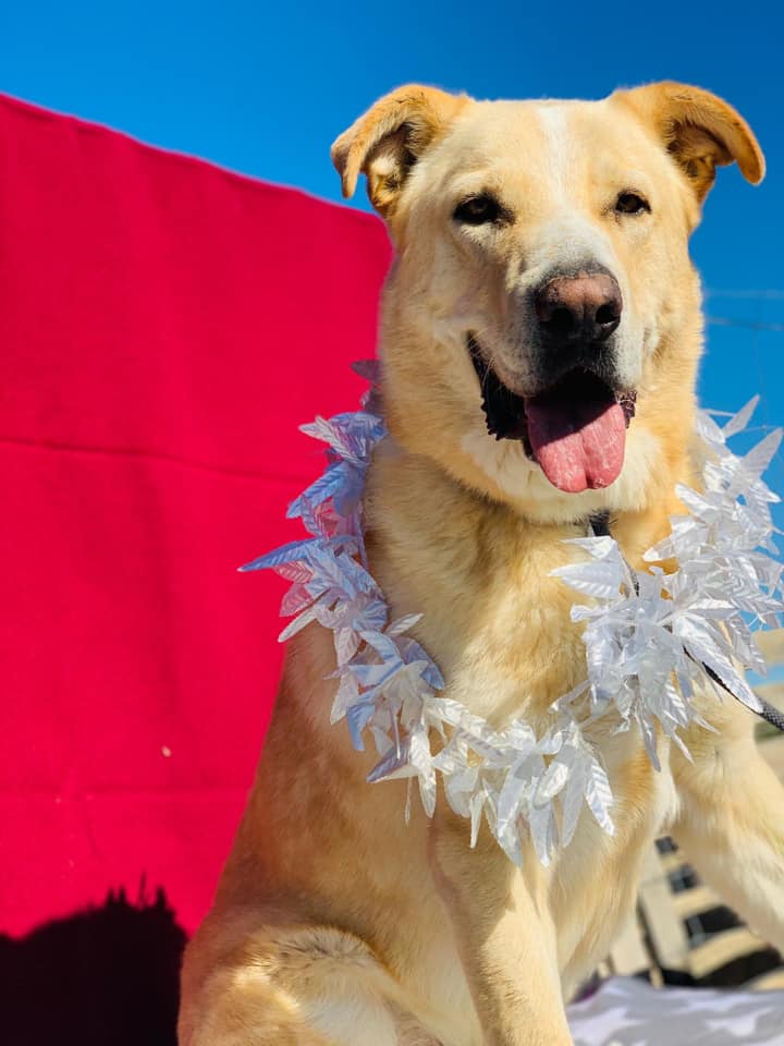 Raza – Adopta y Salva una vida